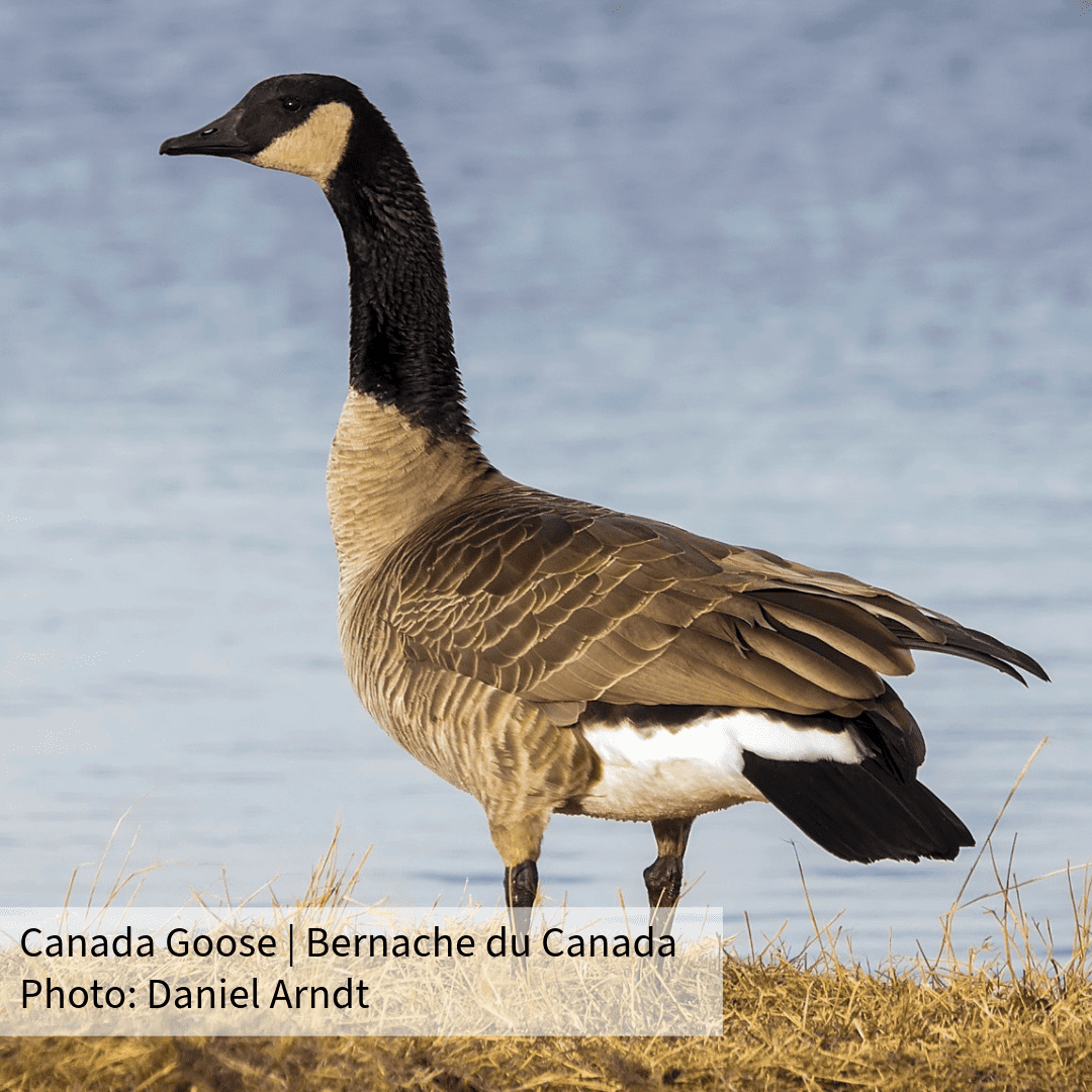 Bird Shapes and Sizes – Birds Canada Learn