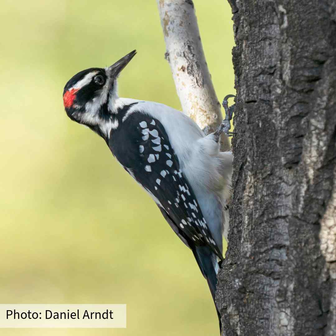 Bird Shapes and Sizes – Birds Canada Learn