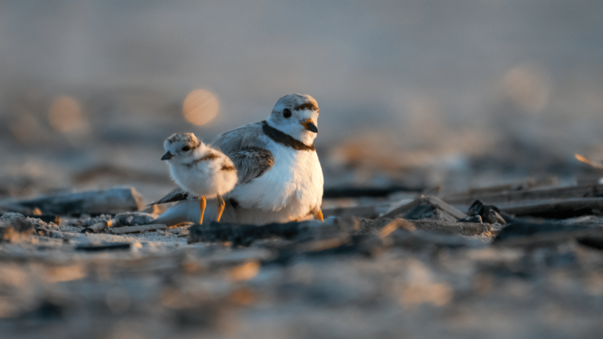 NatureCounts and eBird – Birds Canada Learn