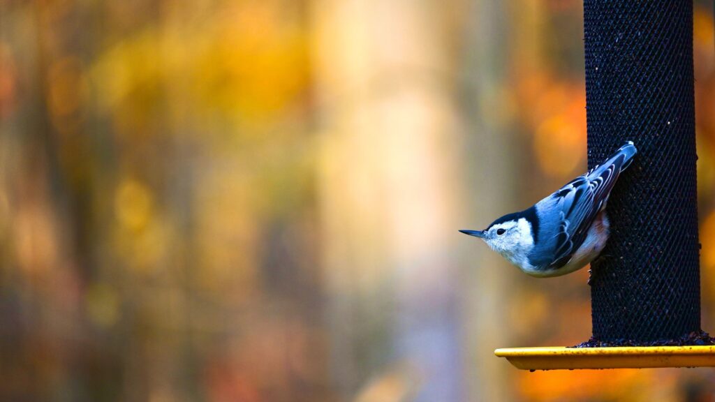 Courses – Birds Canada Learn