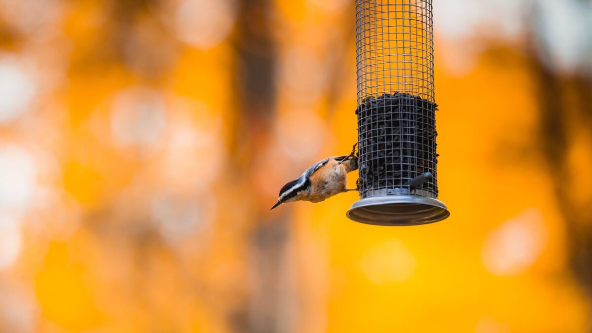 Courses – Birds Canada Learn